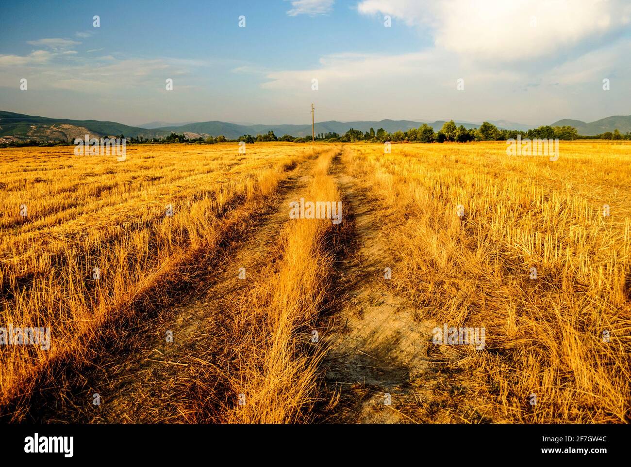 Golden field after harvesting the wheat Stock Photo - Alamy