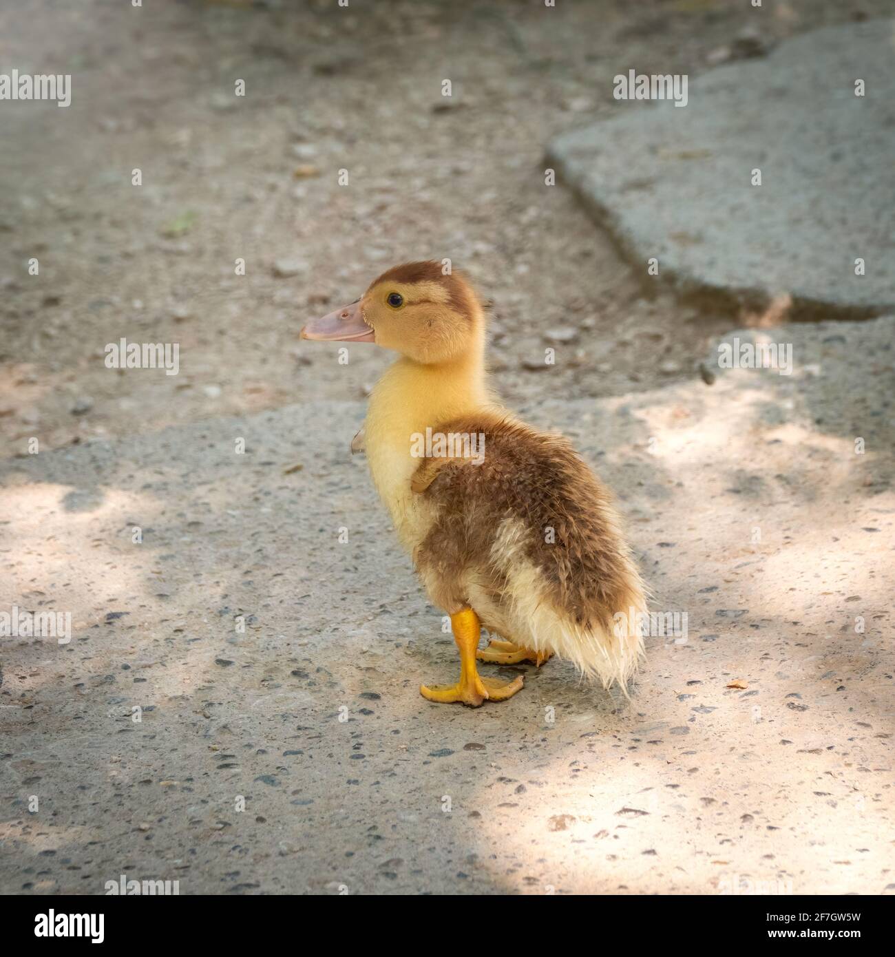 Cute little ducklings standing in a lake coast. Agriculture, Farming ...