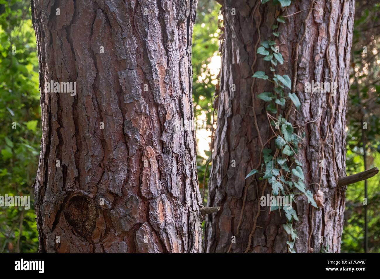 Straight rows pine trees hi-res stock photography and images - Alamy