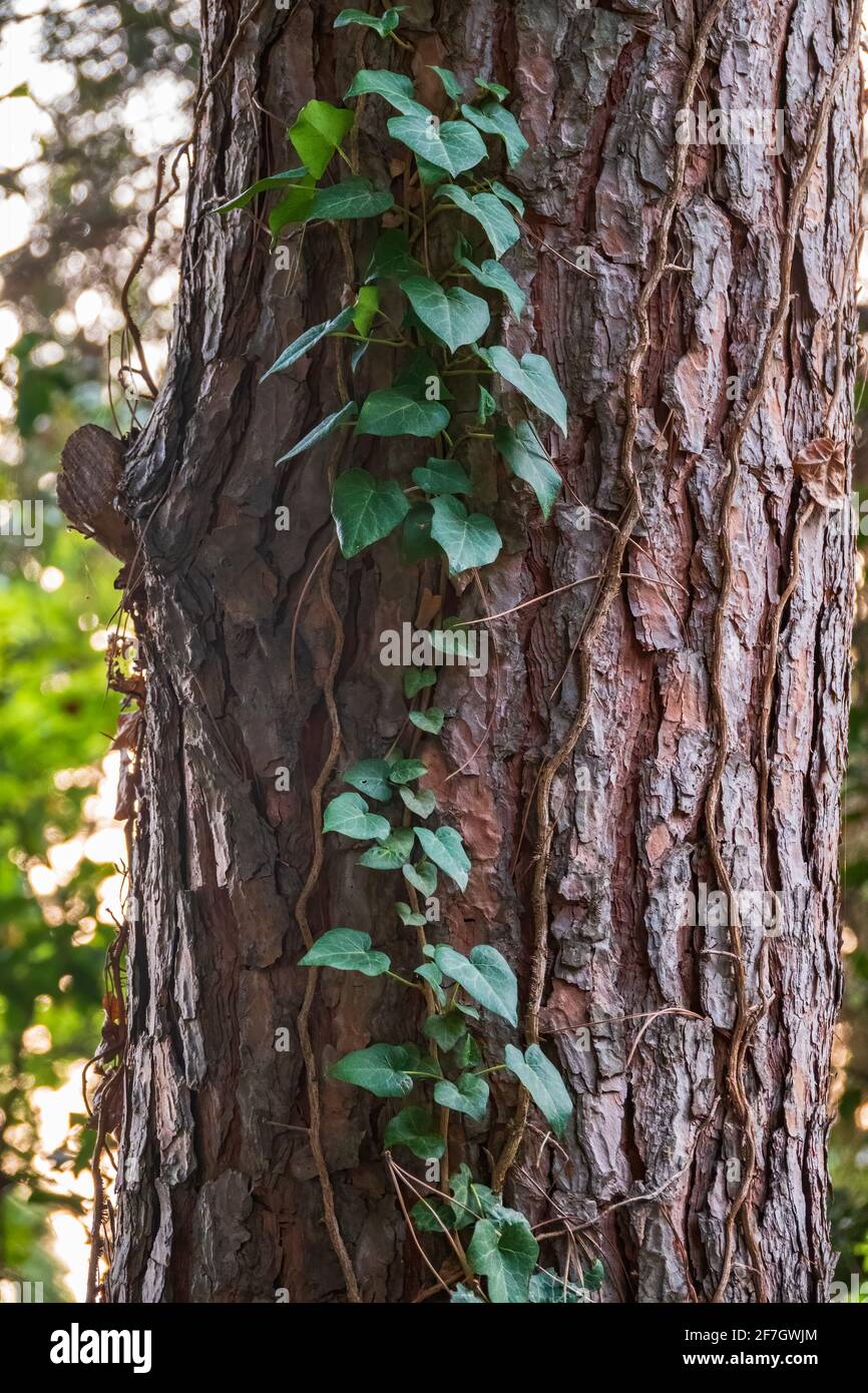 Straight trunks of evergreen pine trees. Forest of straight pine trees ...