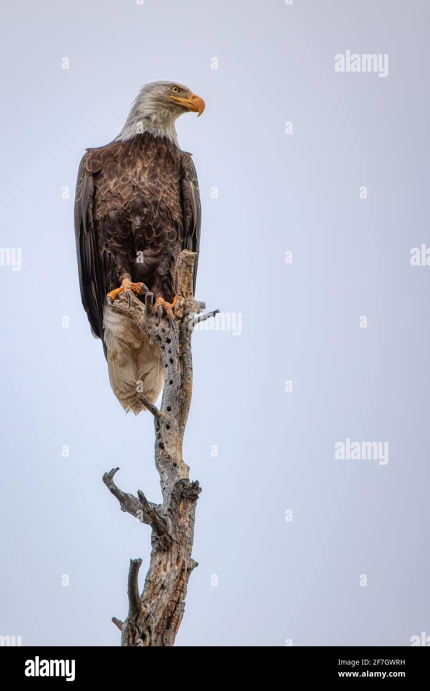 Bald Eagle in Arizona Stock Photo - Alamy
