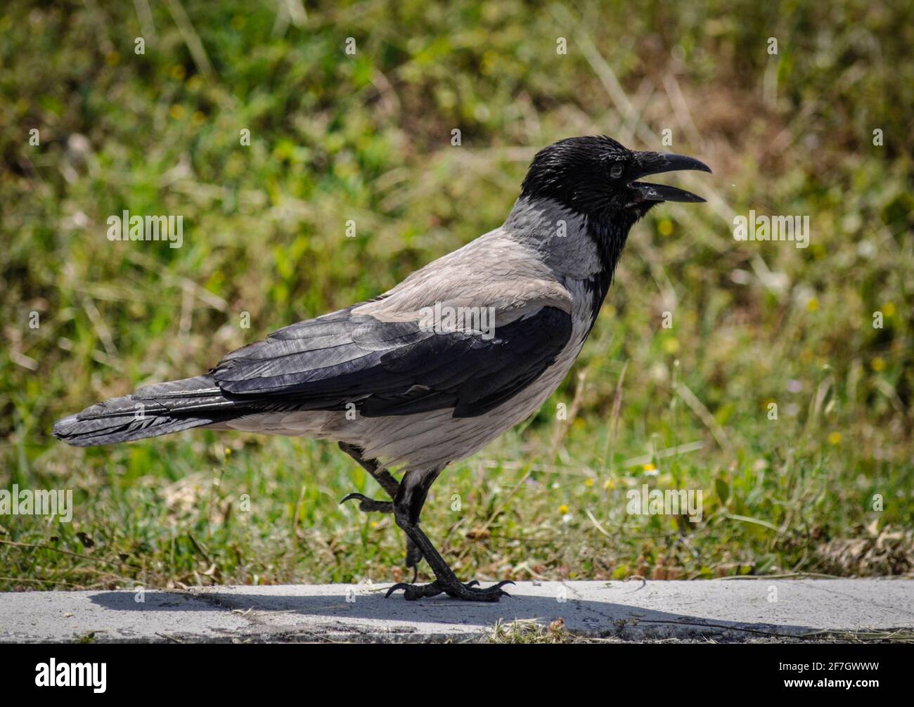 Dark crow hi-res stock photography and images - Alamy