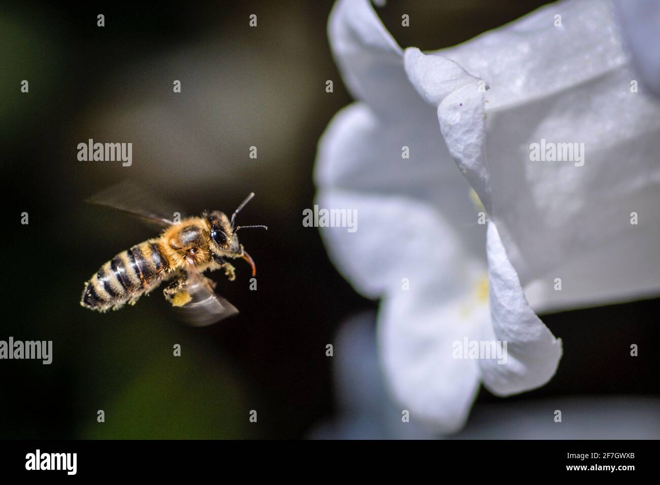 Flying bee hi-res stock photography and images - Alamy