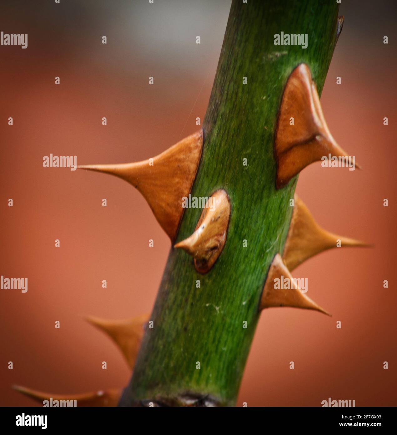 Rose hip branch with thorns Stock Photo - Alamy