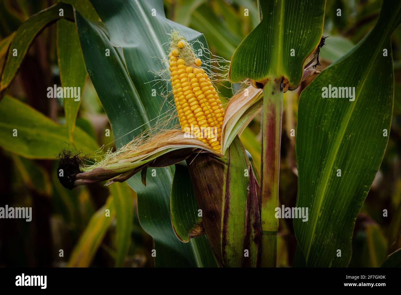 Corn field in autumn ready for harvesting Stock Photo - Alamy