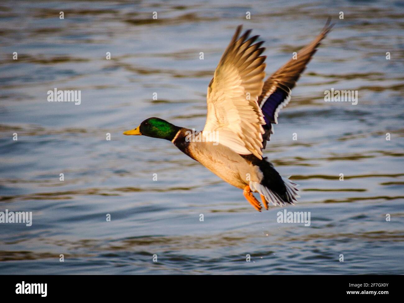 Duck flying over water hi-res stock photography and images - Alamy