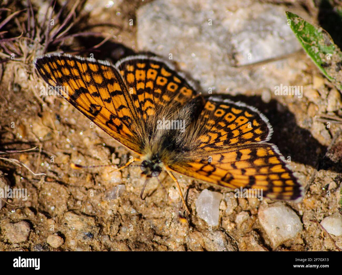 Green wings stands hi-res stock photography and images - Alamy