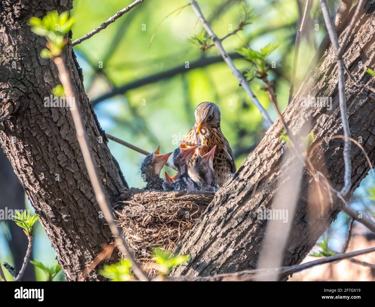 Thrush fieldfare feeding chicks with earthworms. Thrush, Turdus pilaris ...