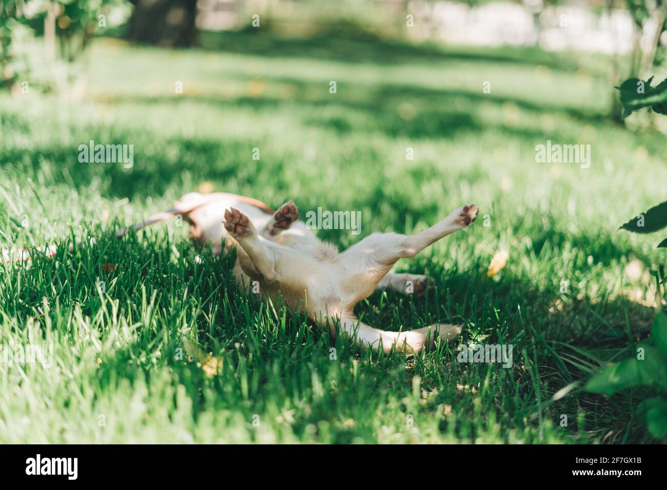Chihuahua puppy dog butt and back paws lying down on green grass Stock ...