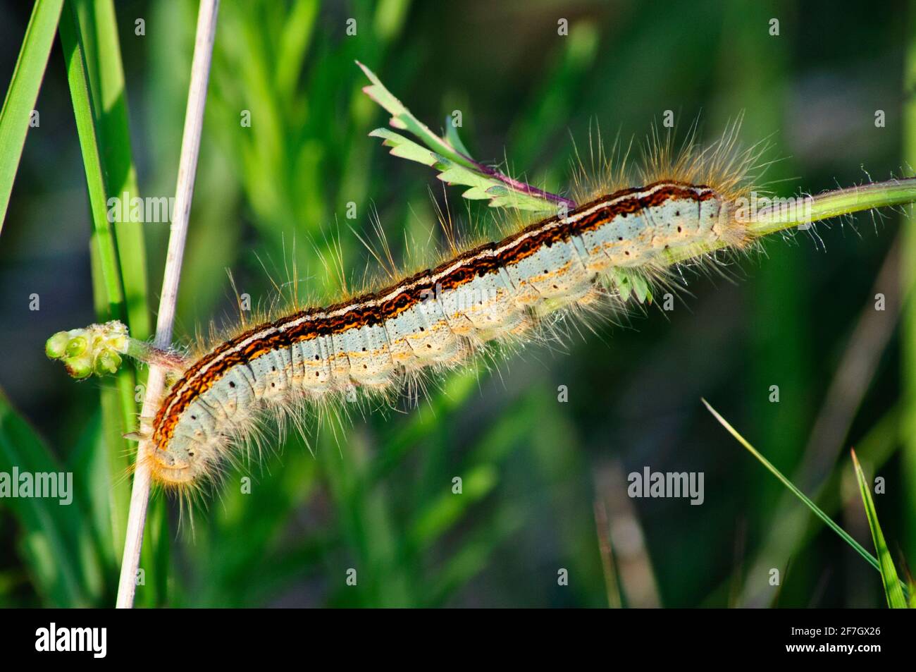 A caterpillar moves on a plant Stock Photo - Alamy