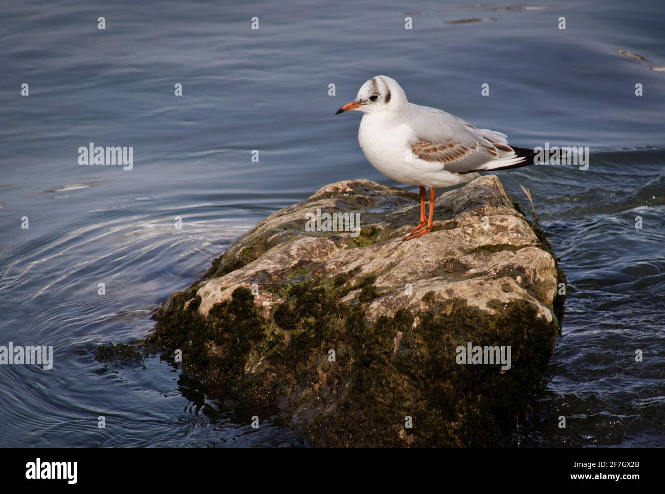 With gull on rocky hi-res stock photography and images - Alamy