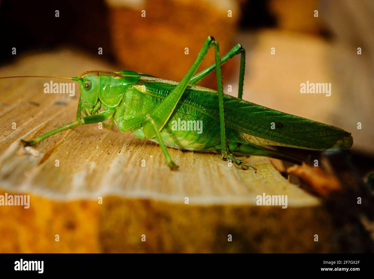 Green grasshopper (african) on tree trunk Stock Photo - Alamy