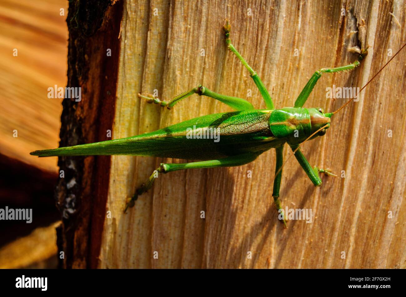 African grasshopper hi-res stock photography and images - Alamy