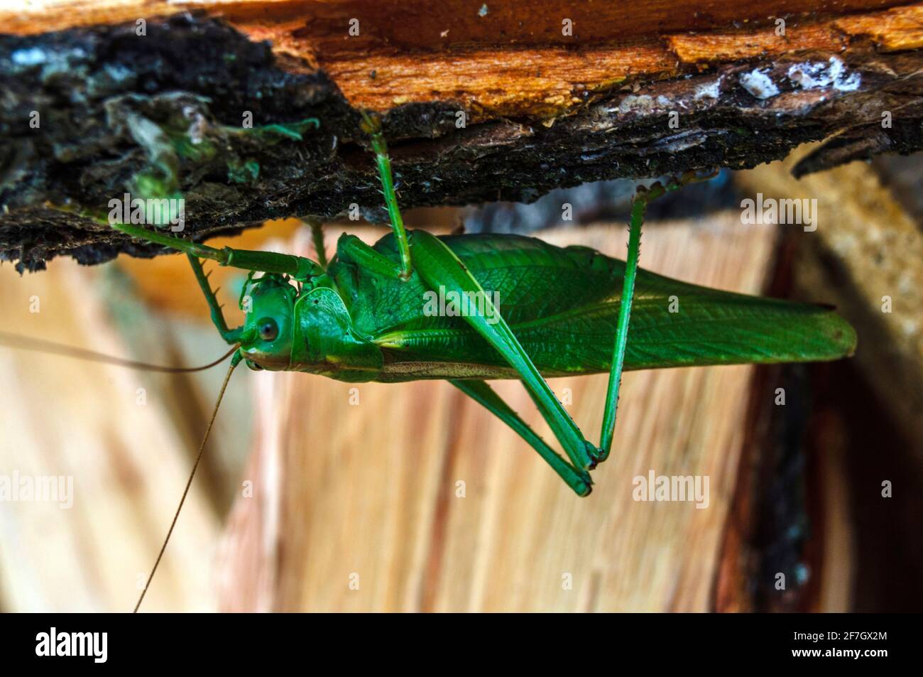 African grasshopper hi-res stock photography and images - Alamy