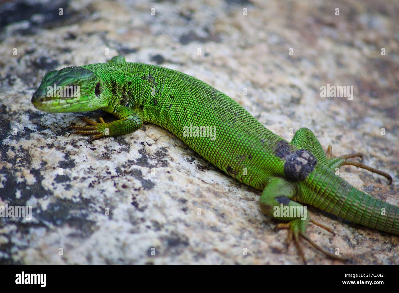 Small lizard on rock hi-res stock photography and images - Alamy