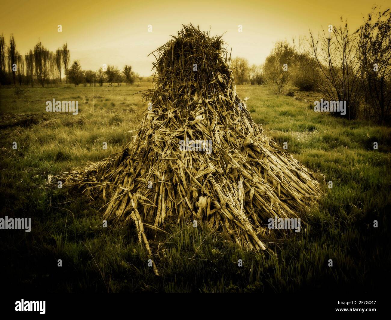 Corn Stalks. Corn field outside Stock Photo - Alamy