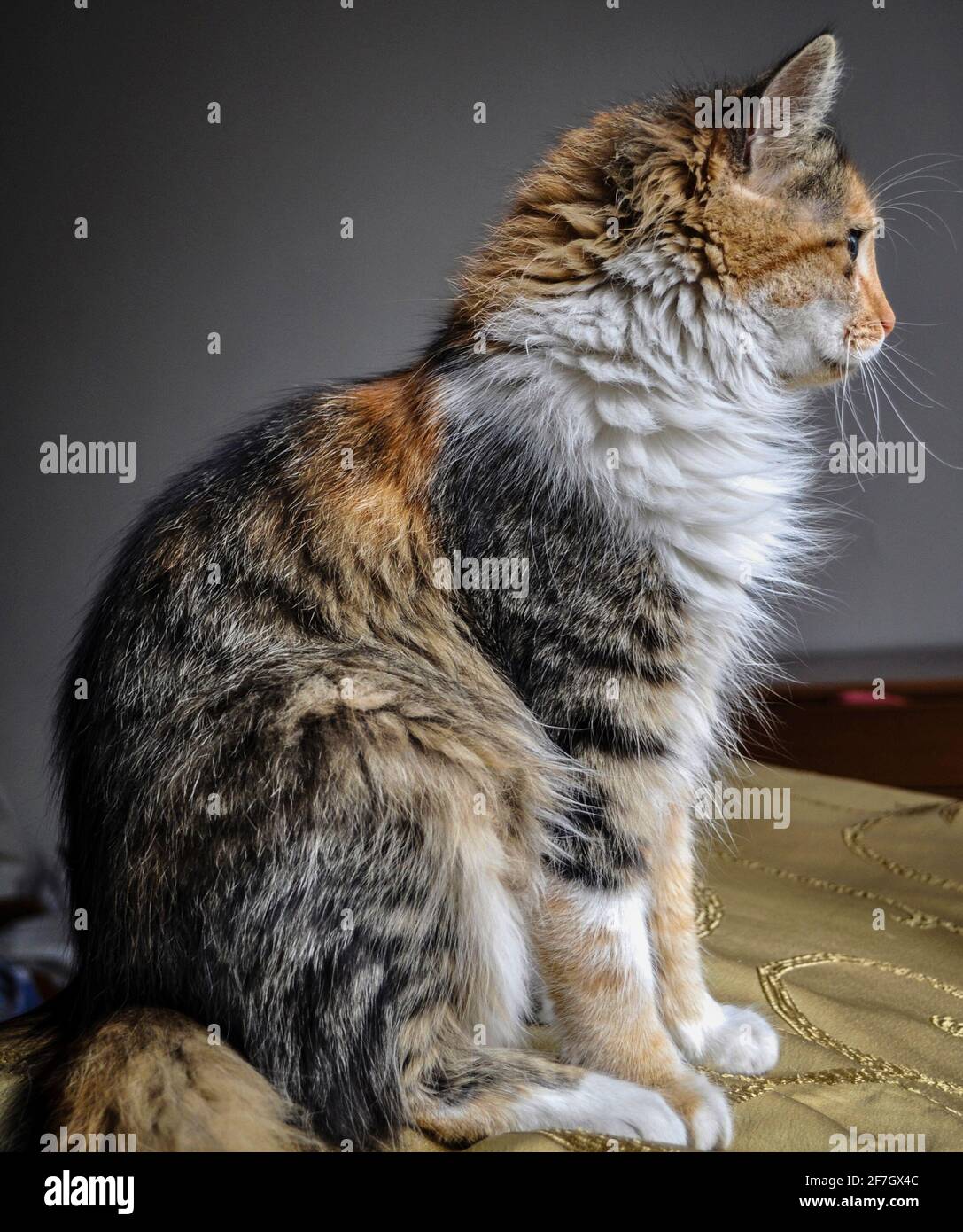 Beautiful three colors furry cat hi-res stock photography and images ...