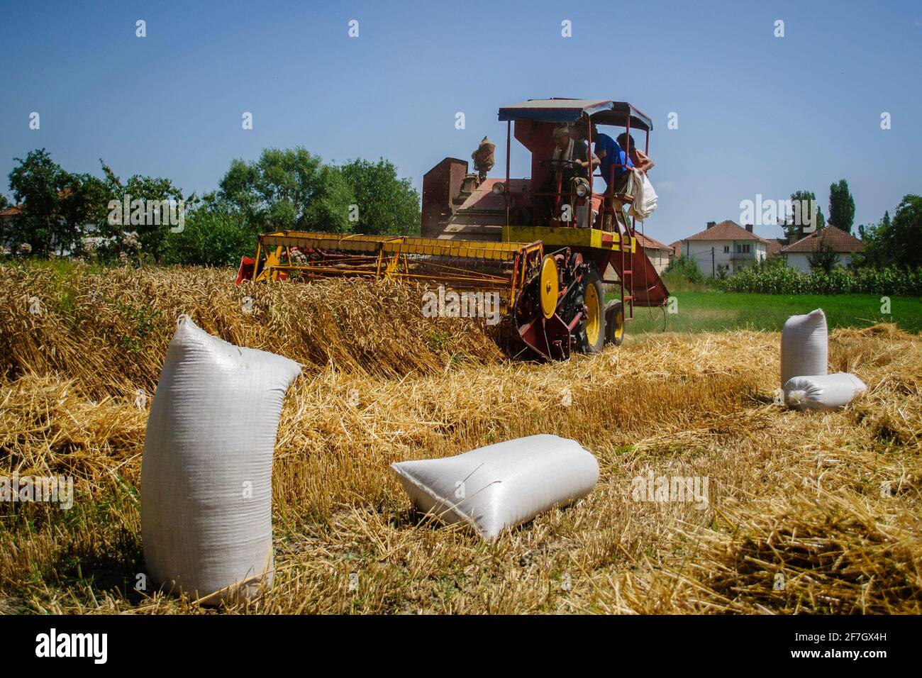 Harvester machine to harvest wheat field working. Combine harvester ...