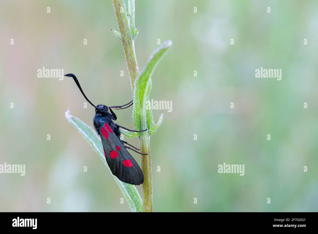 A six spot burnet moth Stock Photo - Alamy