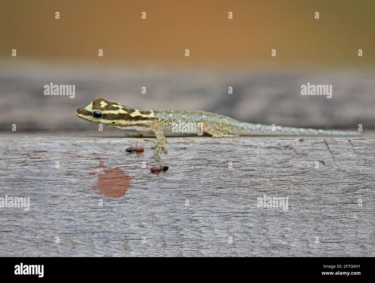 Dwarf gecko hi-res stock photography and images - Alamy