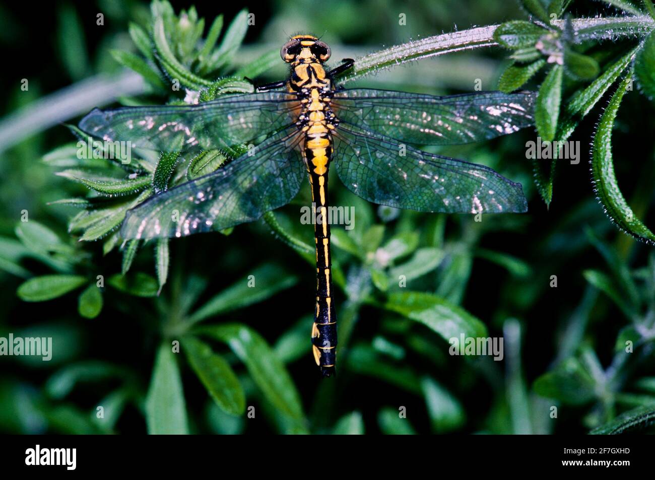 Blu dragonfly hi-res stock photography and images - Alamy