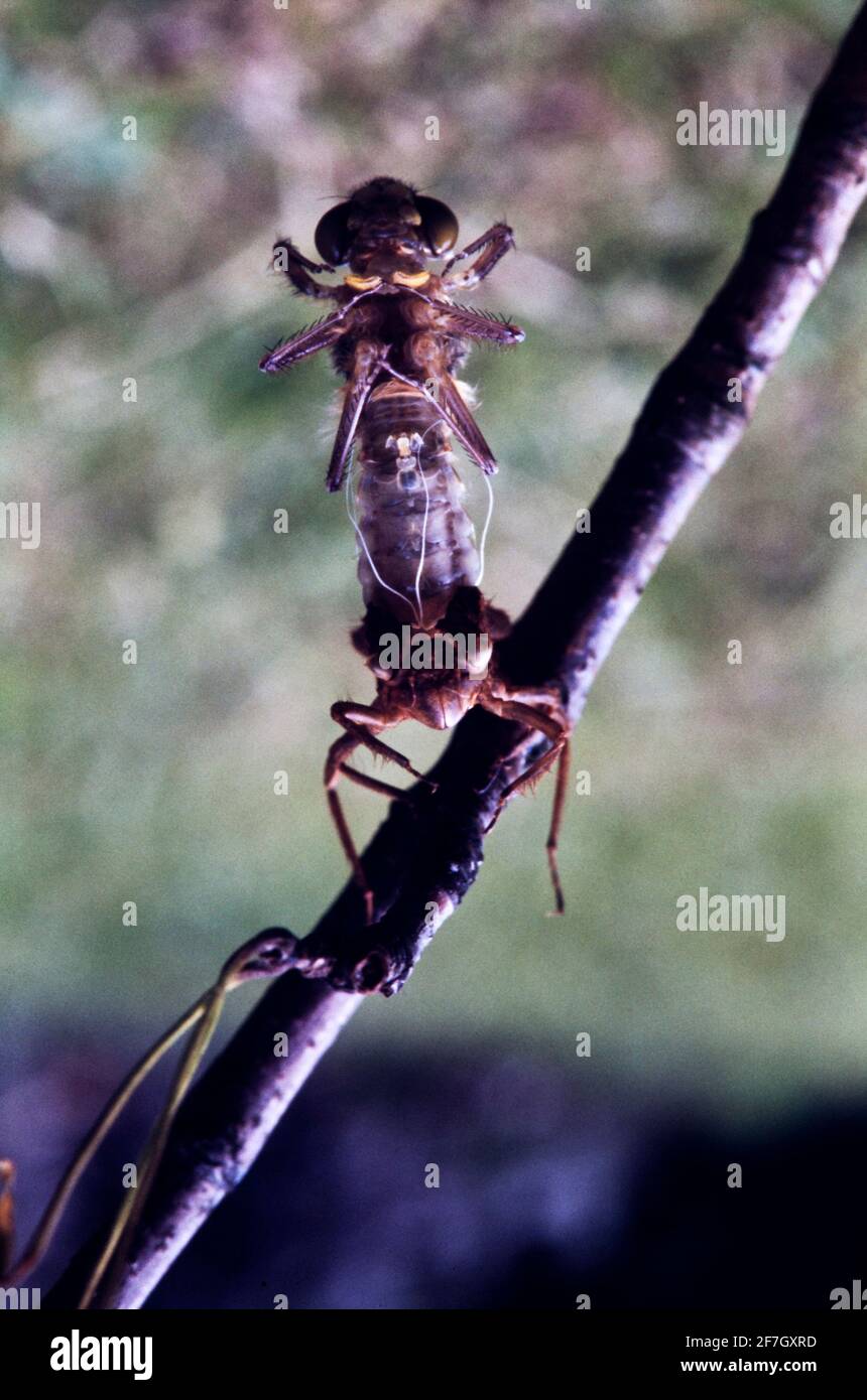 Four winged insects hi-res stock photography and images - Alamy