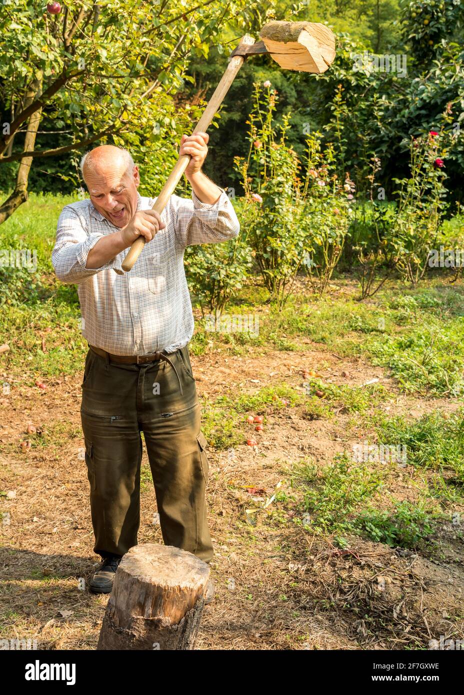 Senior man splitting wood with ax in the garden Stock Photo - Alamy