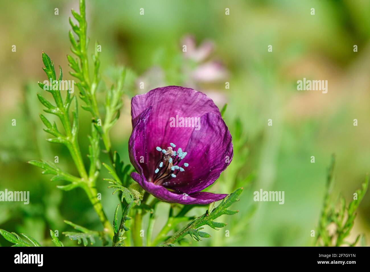 Roemeria hybrida roemeria hybrida hi-res stock photography and images ...