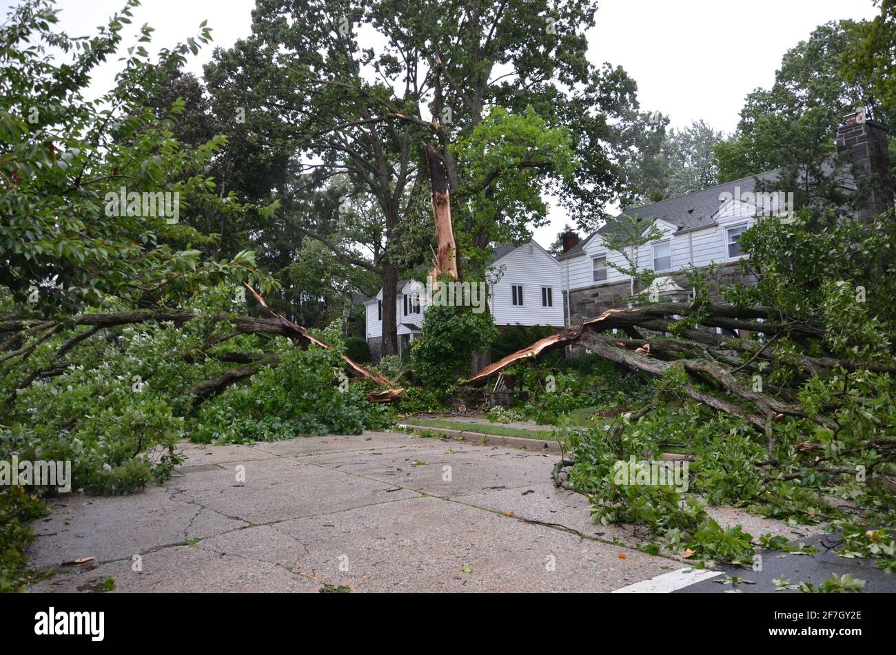 Fallen tree in front of house (storm damage) with blocked street Stock ...