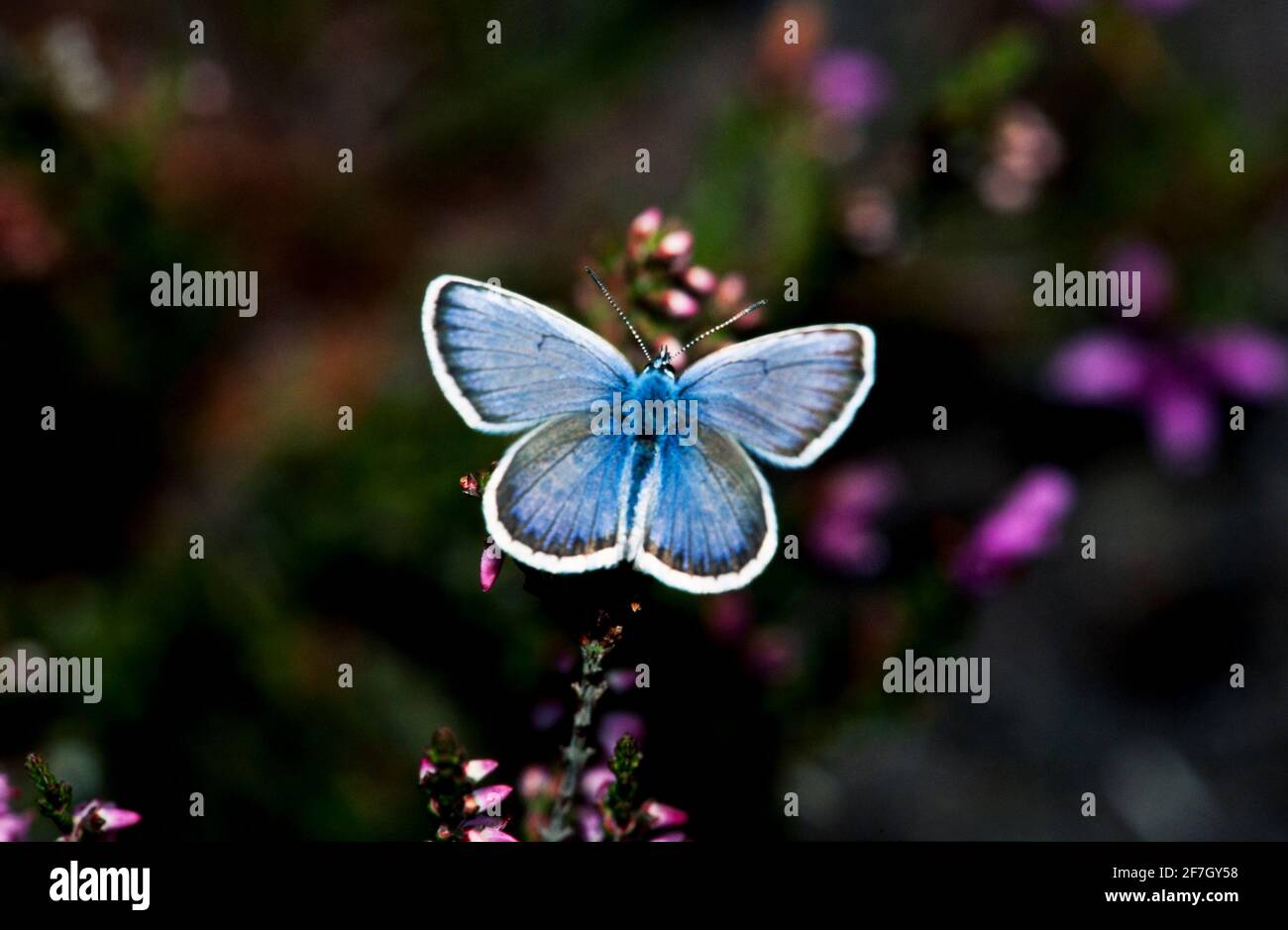 Butterfly life in real life in the field Stock Photo - Alamy