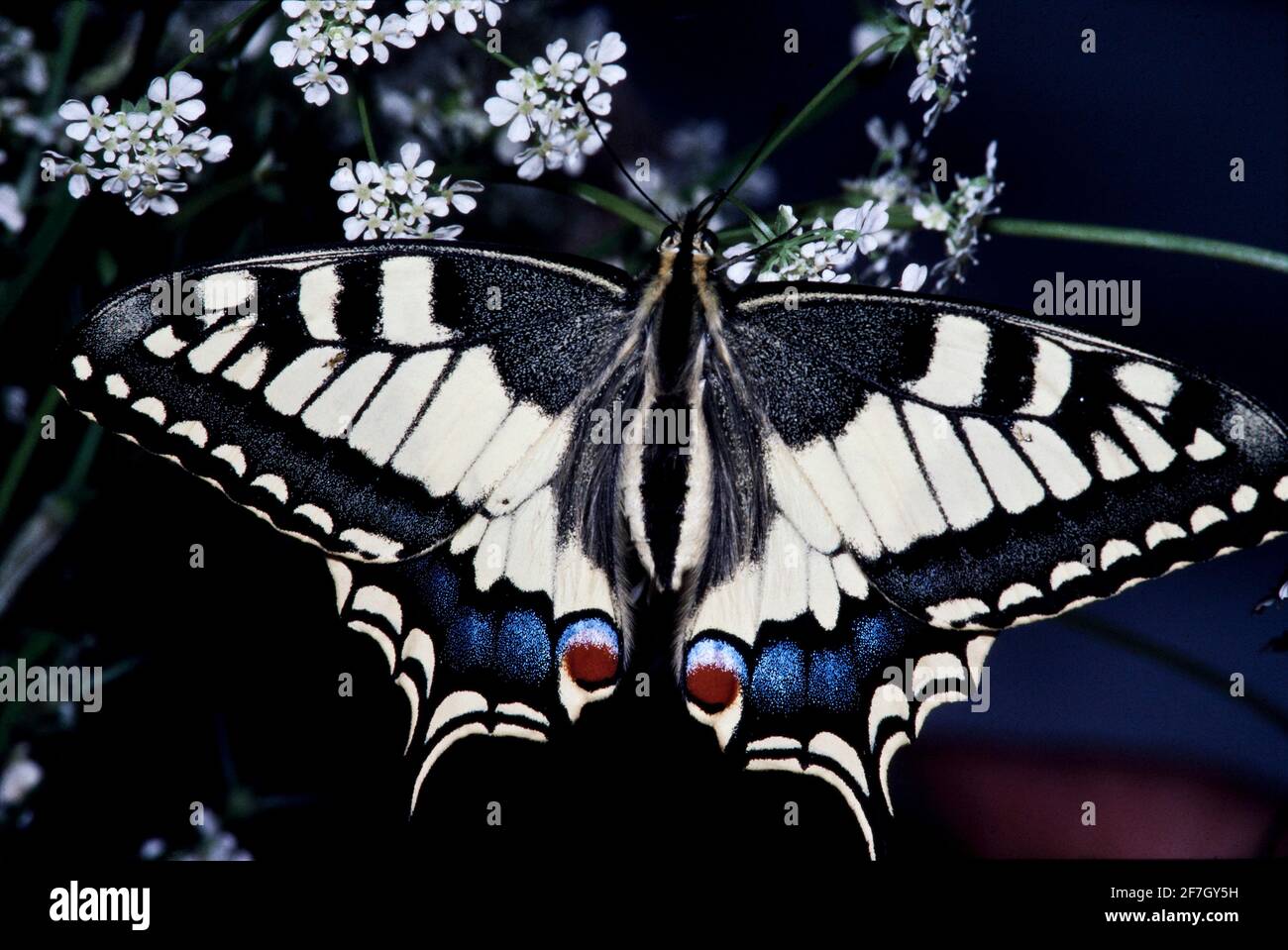 Butterfly life in real life in the field Stock Photo - Alamy