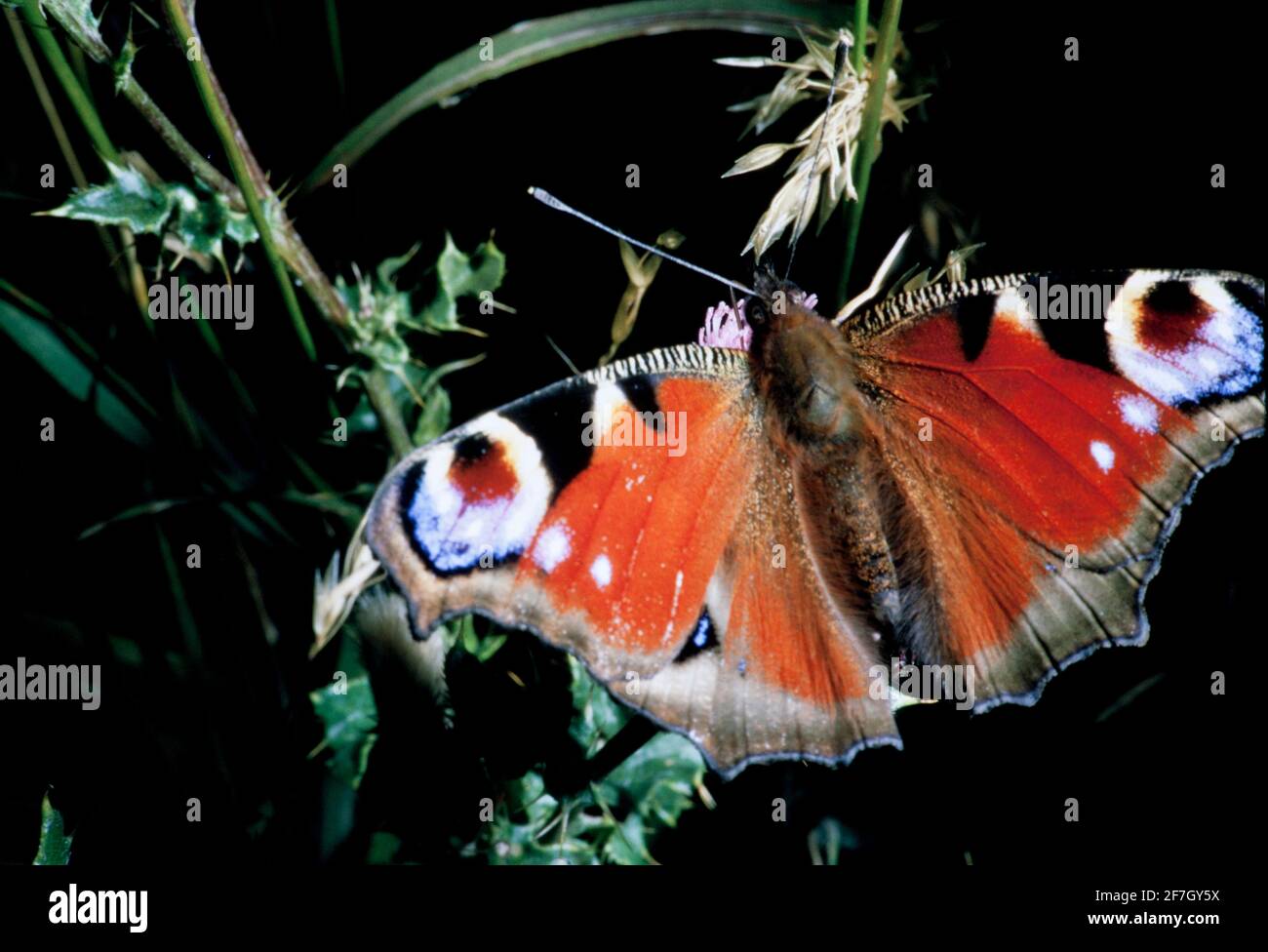 Butterfly life in real life in the field Stock Photo - Alamy