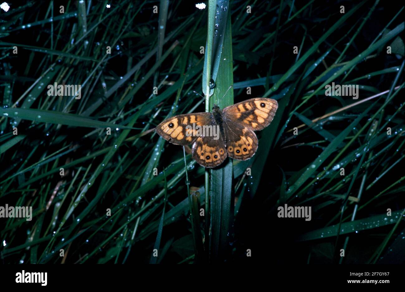 Butterfly life in real life in the field Stock Photo - Alamy