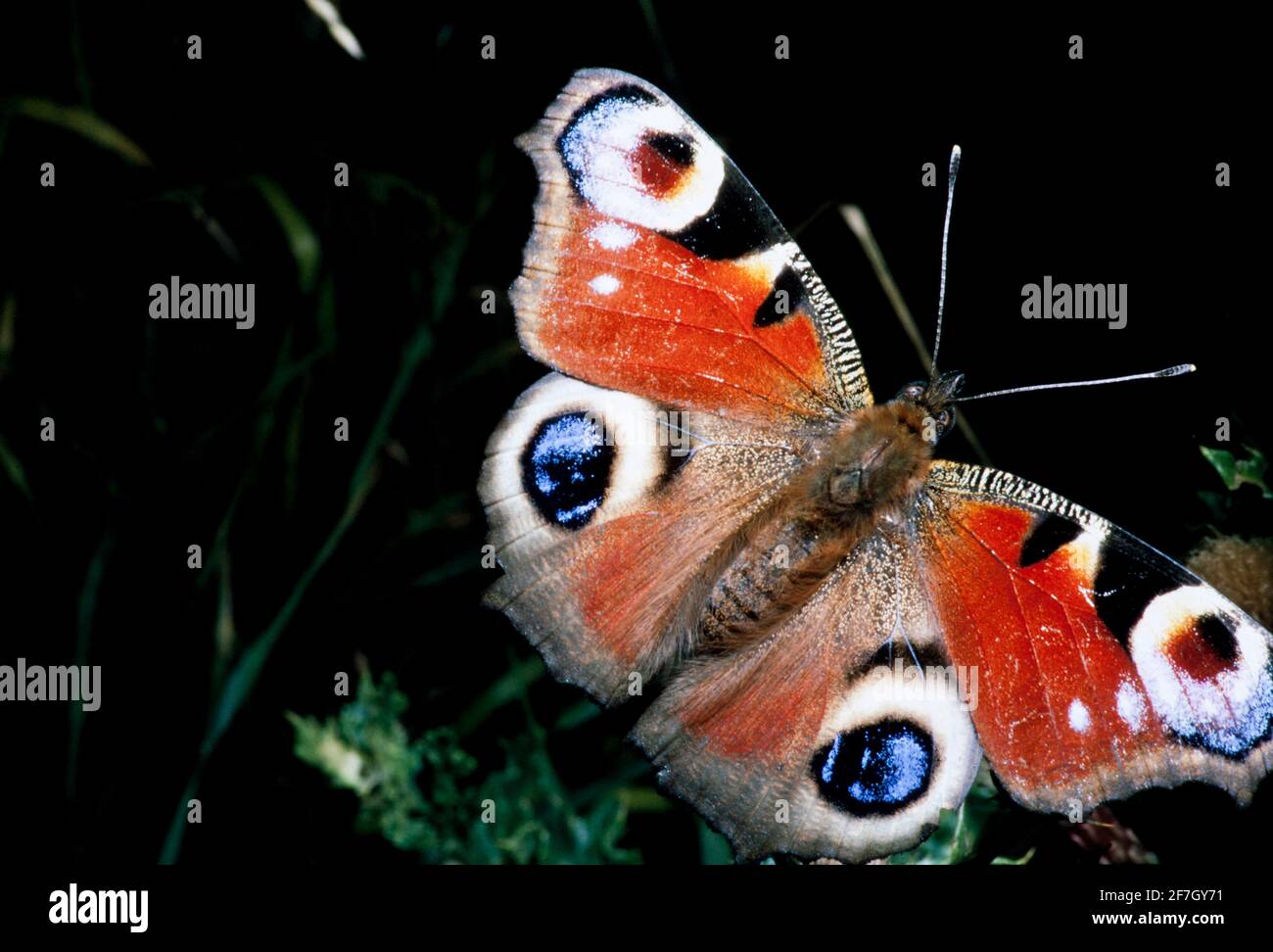 Butterfly life in real life in the field Stock Photo - Alamy