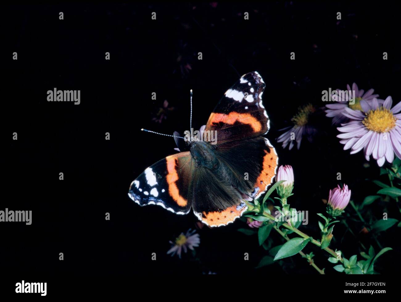 Butterfly life in real life in the field Stock Photo - Alamy