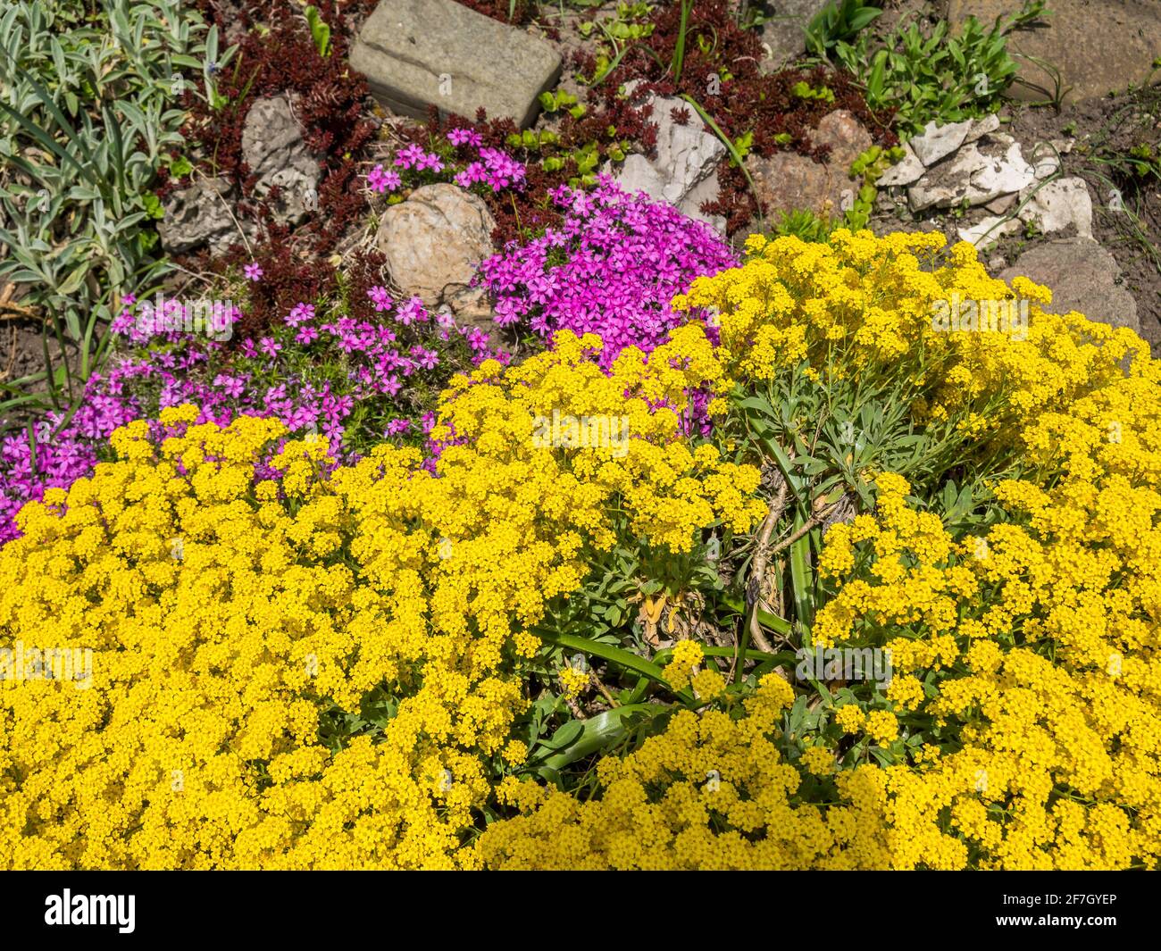 Stone herb hi-res stock photography and images - Alamy