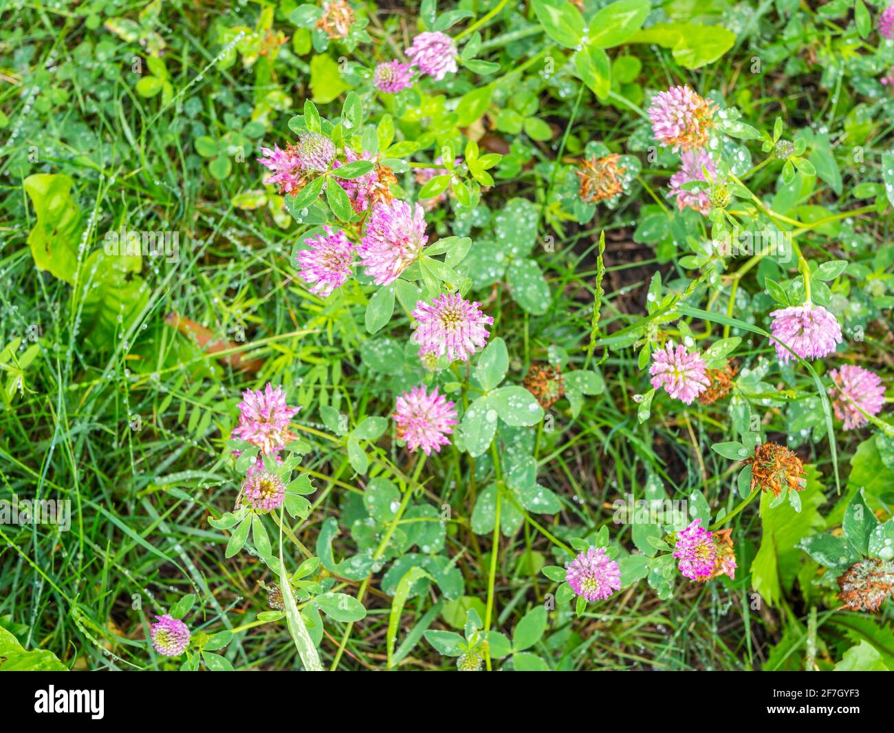 Dutch clover hi-res stock photography and images - Alamy
