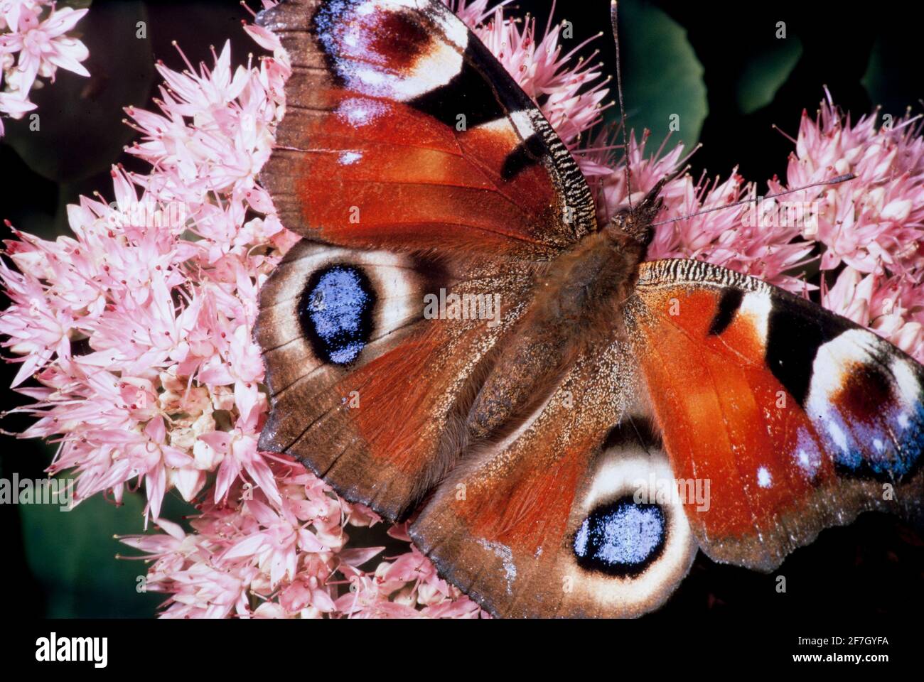 Butterfly life in real life in the field Stock Photo - Alamy