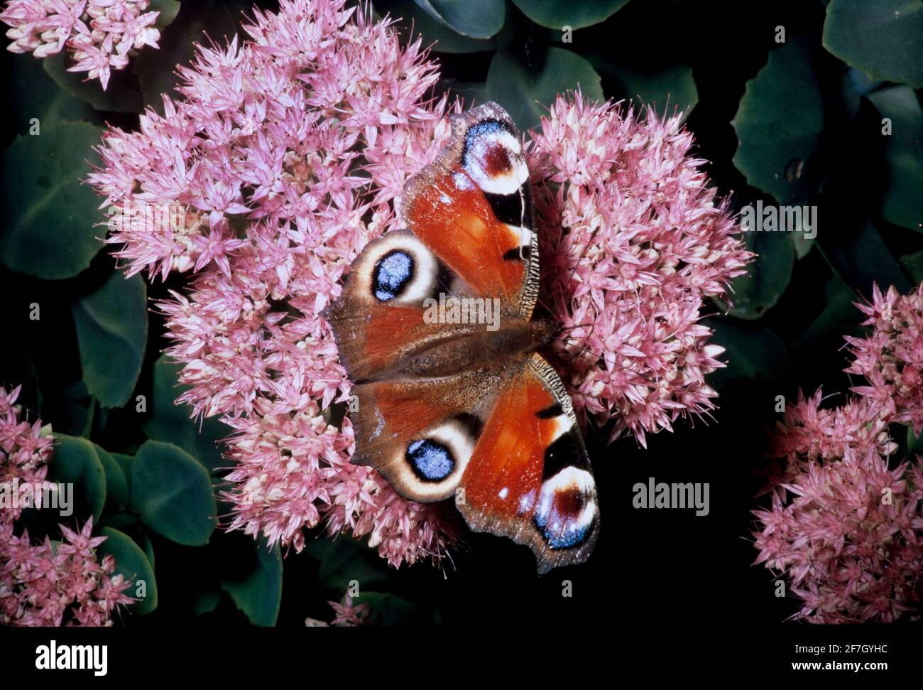 Butterfly life in real life in the field Stock Photo - Alamy