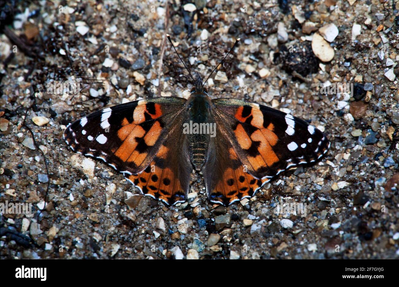 Butterfly life in real life in the field Stock Photo - Alamy