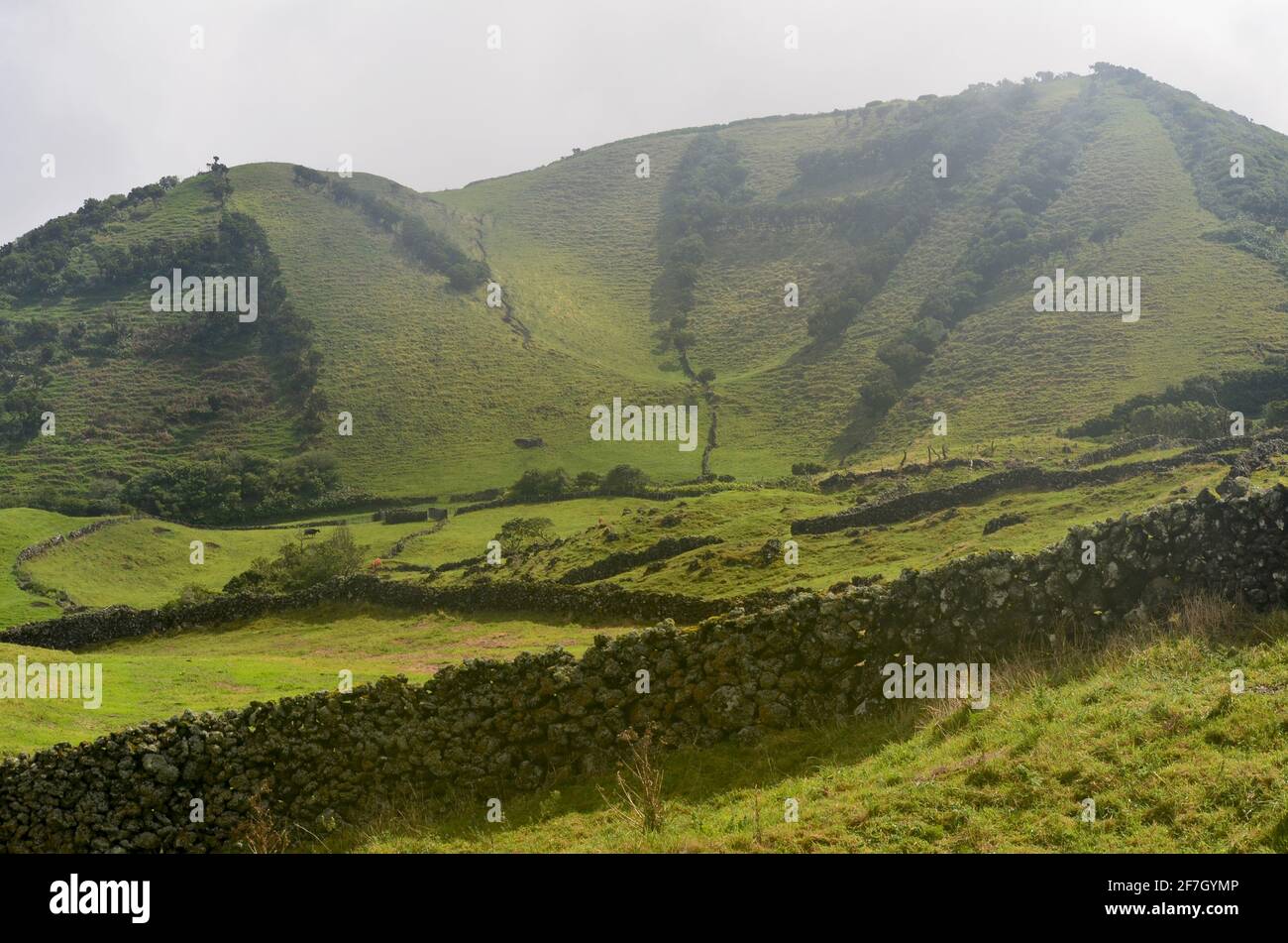 Green landscapes in the highlands of Pico island’s volcanic spine ...
