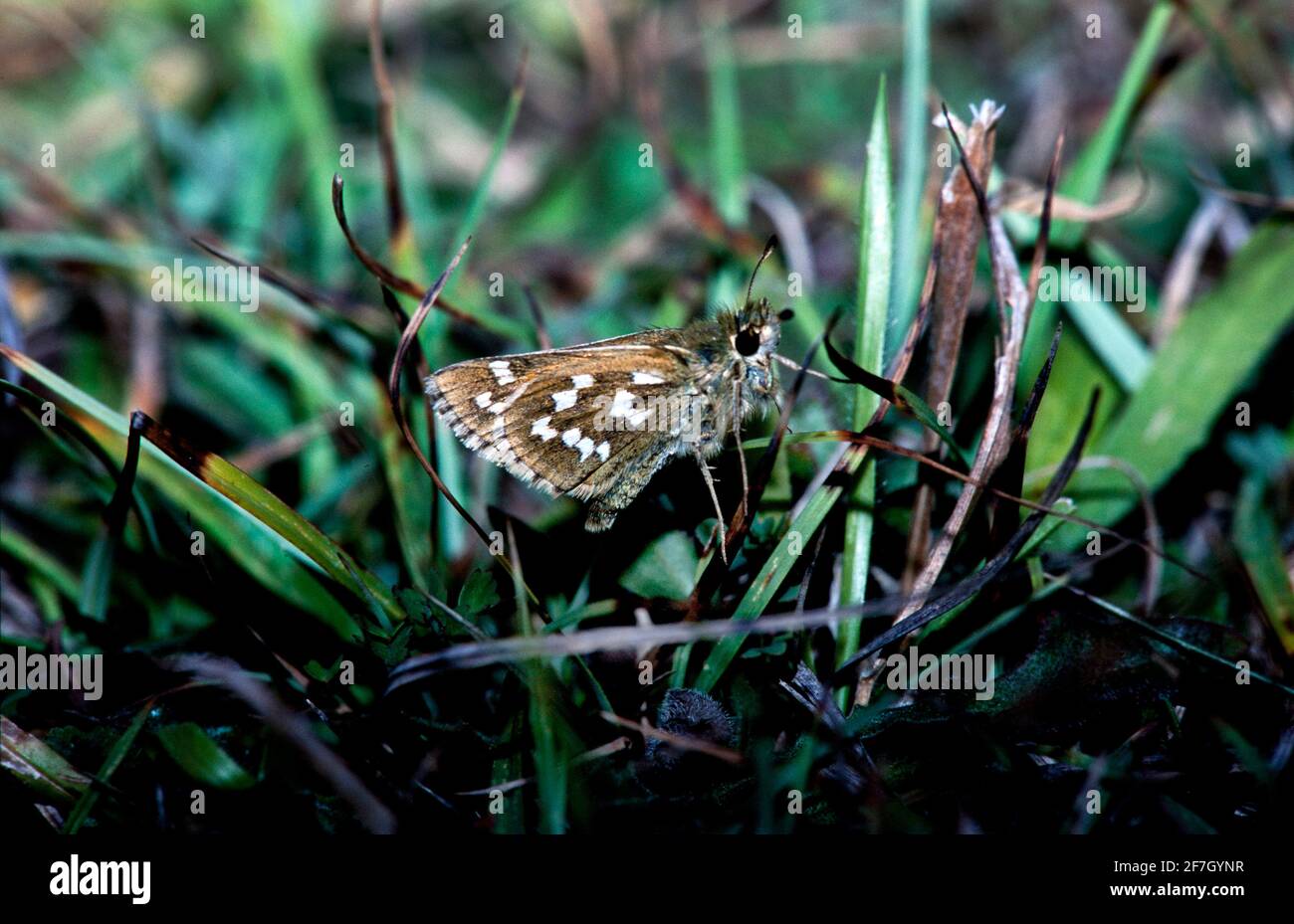 Butterfly life in real life in the field Stock Photo - Alamy