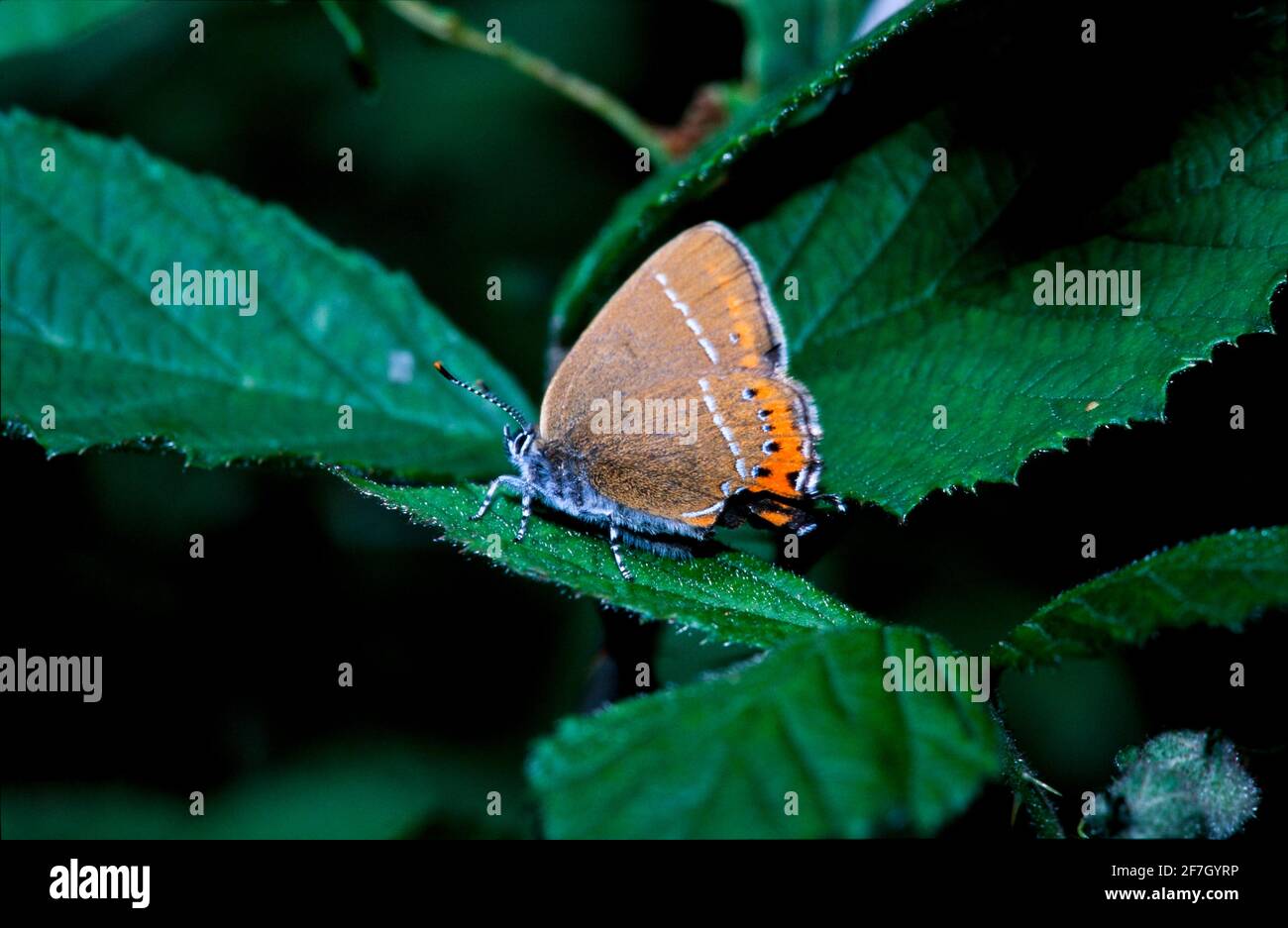 Butterfly life in real life in the field Stock Photo - Alamy