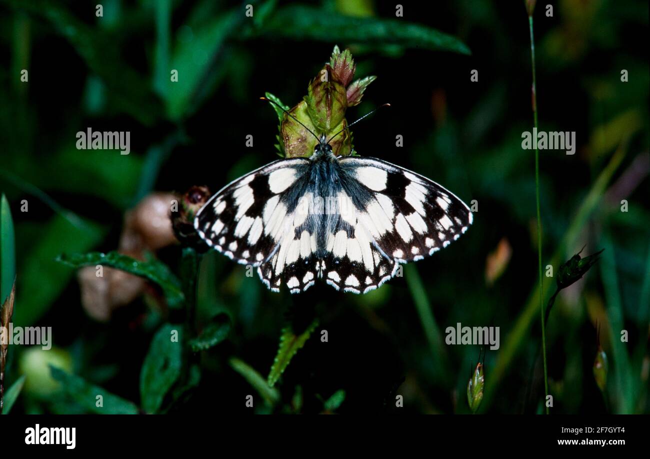 Butterfly life in real life in the field Stock Photo - Alamy