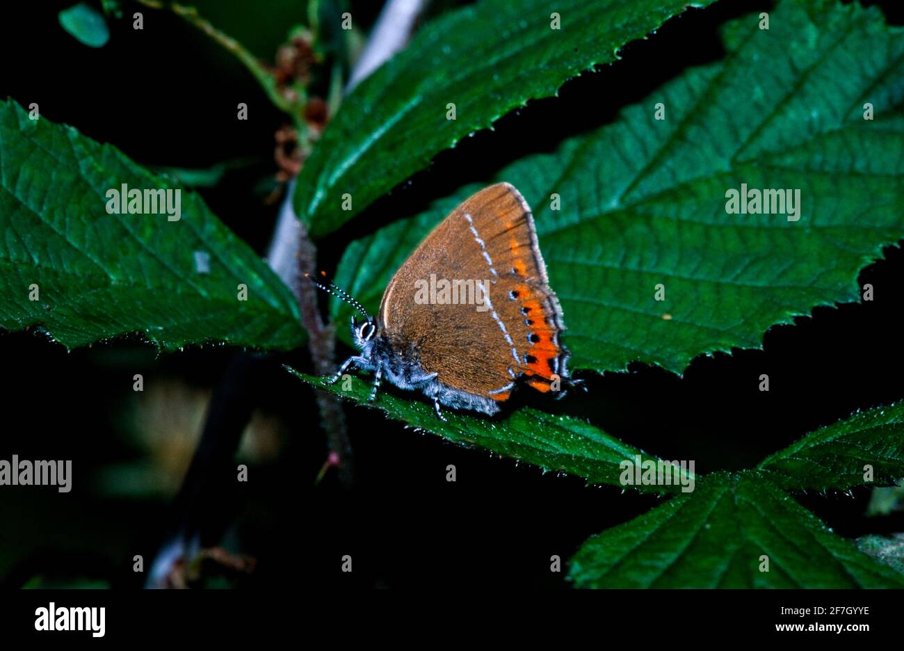 Butterfly life in real life in the field Stock Photo - Alamy