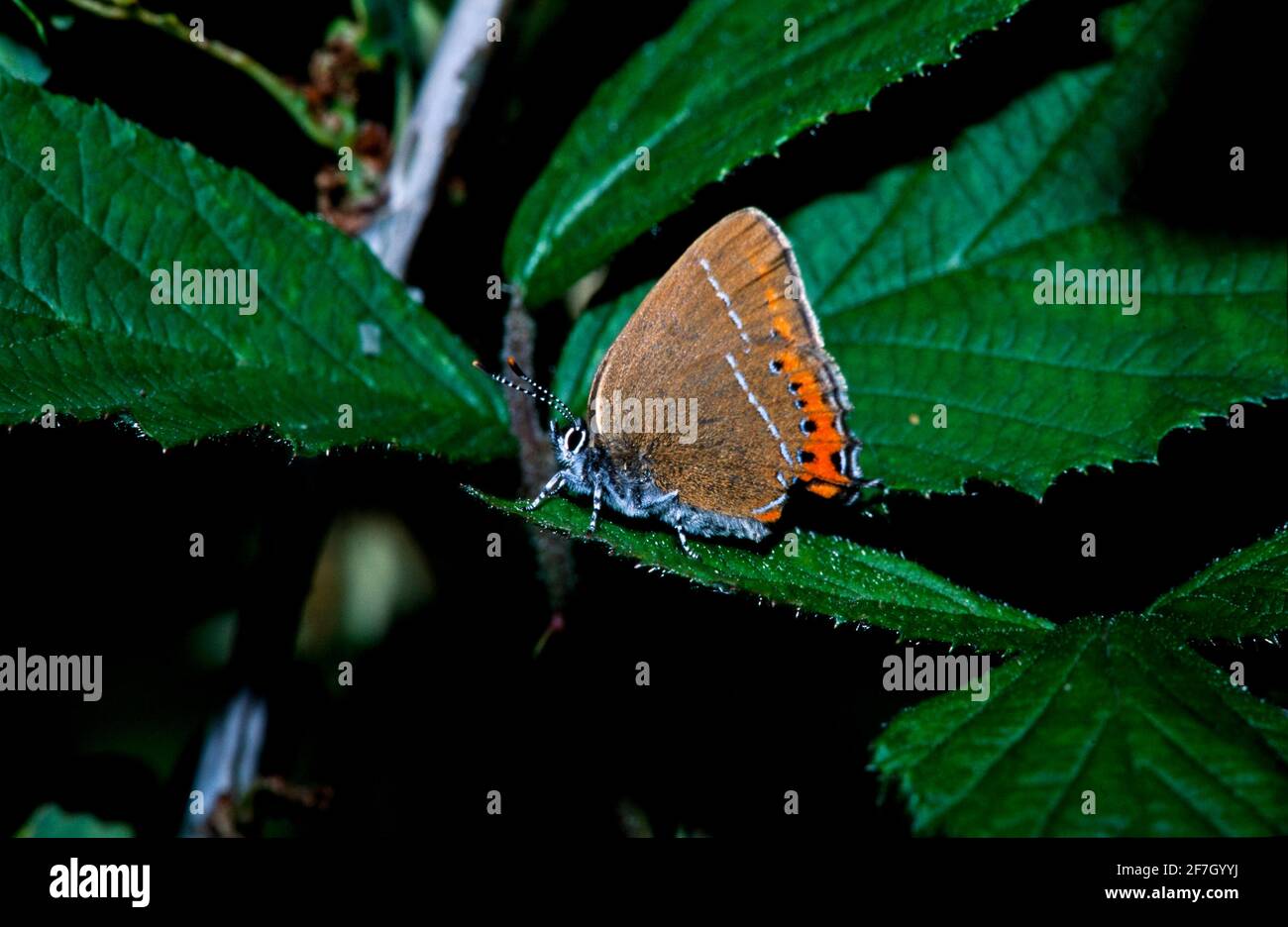 Butterfly life in real life in the field Stock Photo - Alamy