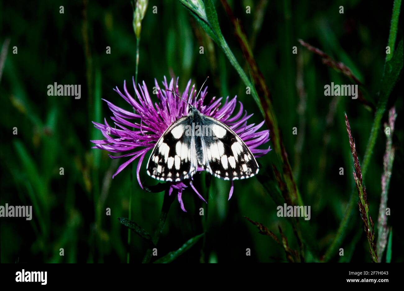 Butterfly life in real life in the field Stock Photo - Alamy