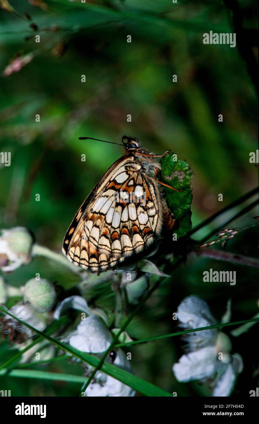 Butterfly life in real life in the field Stock Photo - Alamy