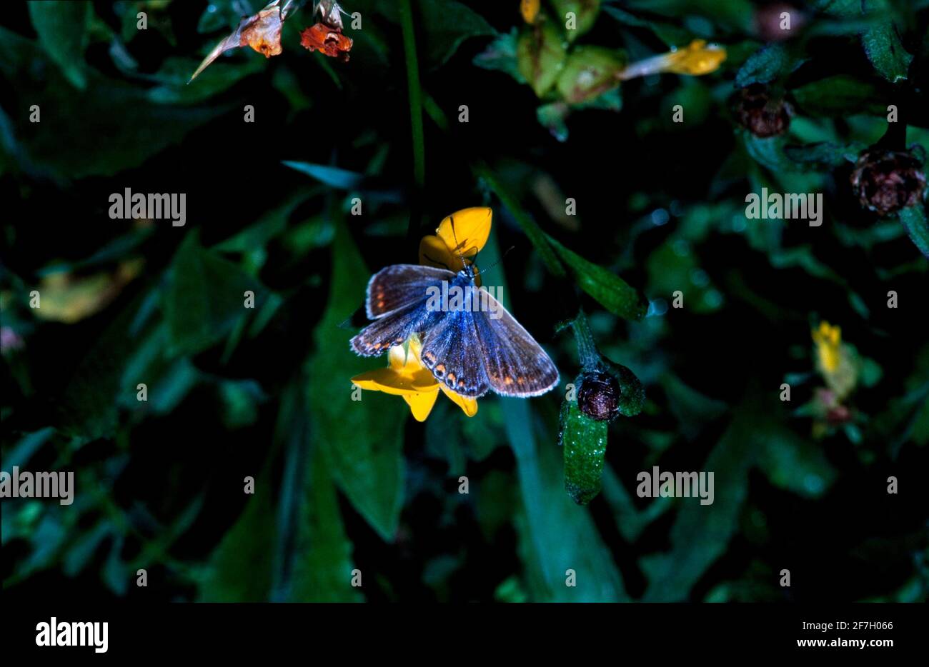 Butterfly life in real life in the field Stock Photo - Alamy