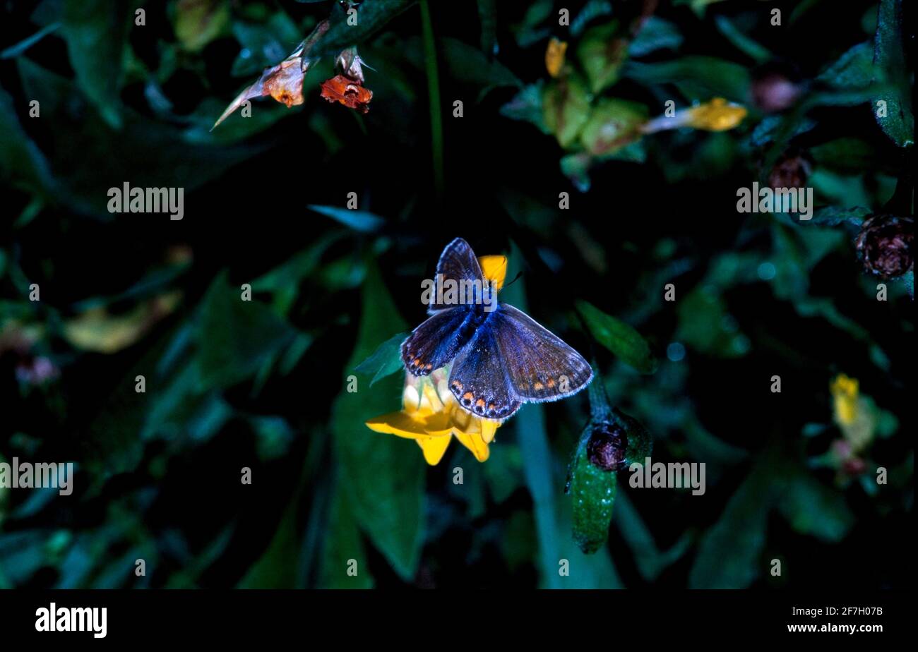 Butterfly life in real life in the field Stock Photo - Alamy